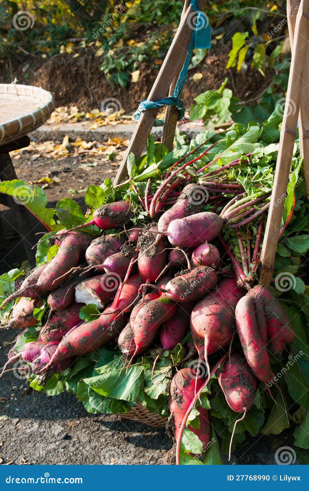 Roter Rettich stockfoto. Bild von köstlich, grün, blatt - 27768990