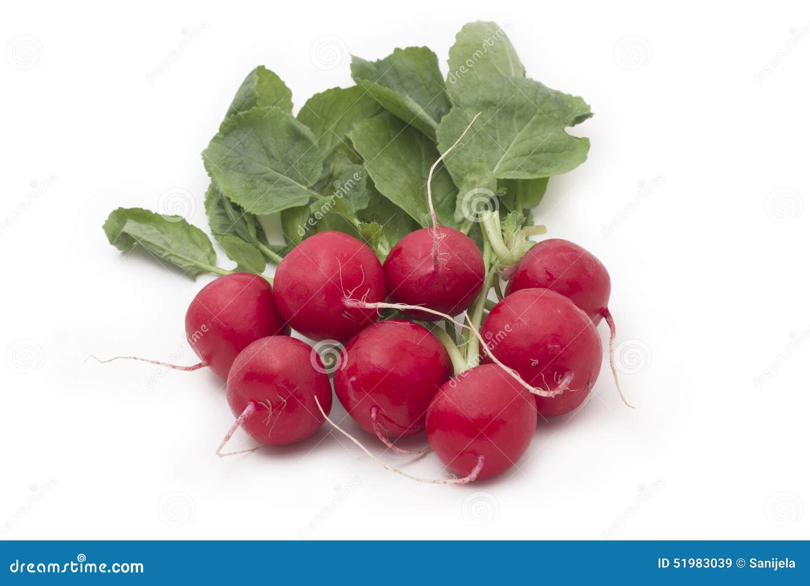 Roter Rettich stockbild. Bild von nähren, frische, saisonal - 51983039