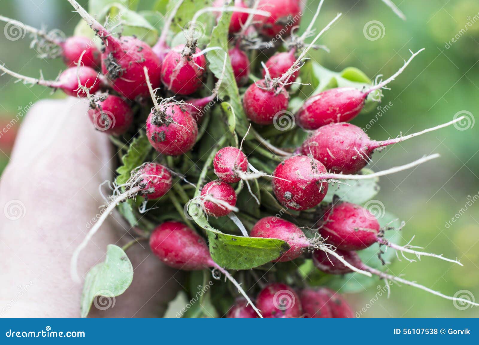 Roter Rettich in der Hand stockfoto. Bild von boden, rettiche - 56107538