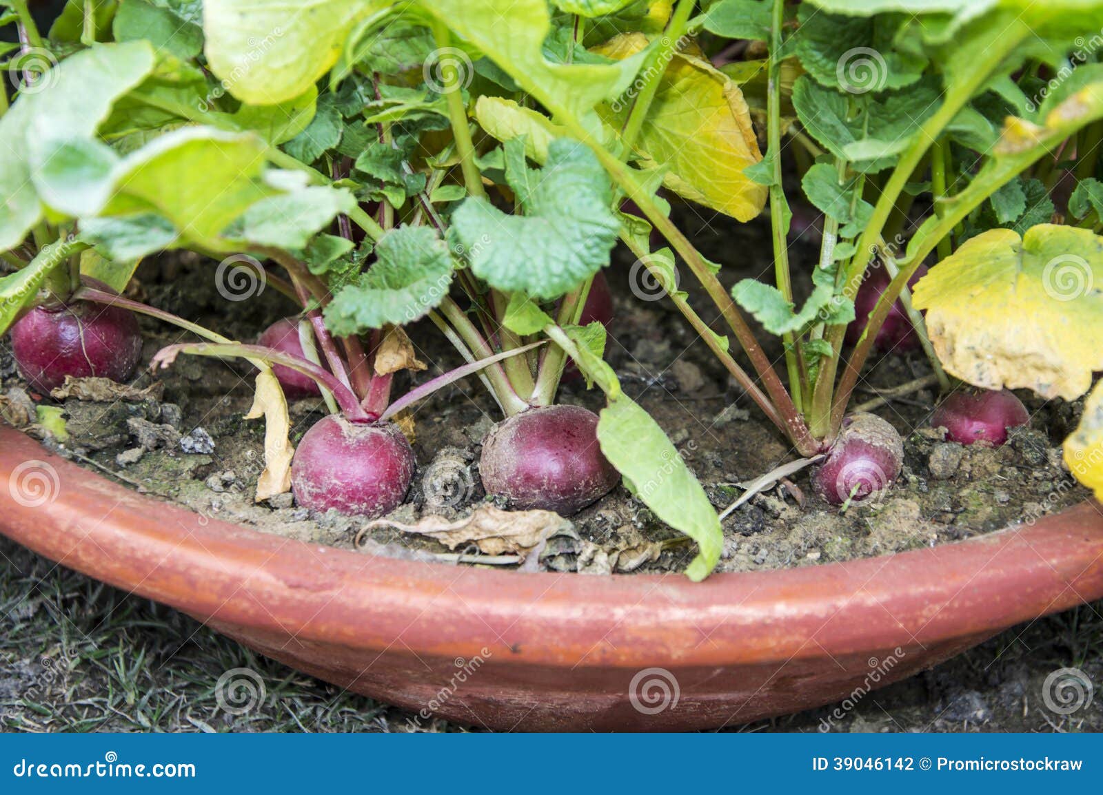 Roter Rettich im Topf stockfoto. Bild von bündel, frisch - 39046142