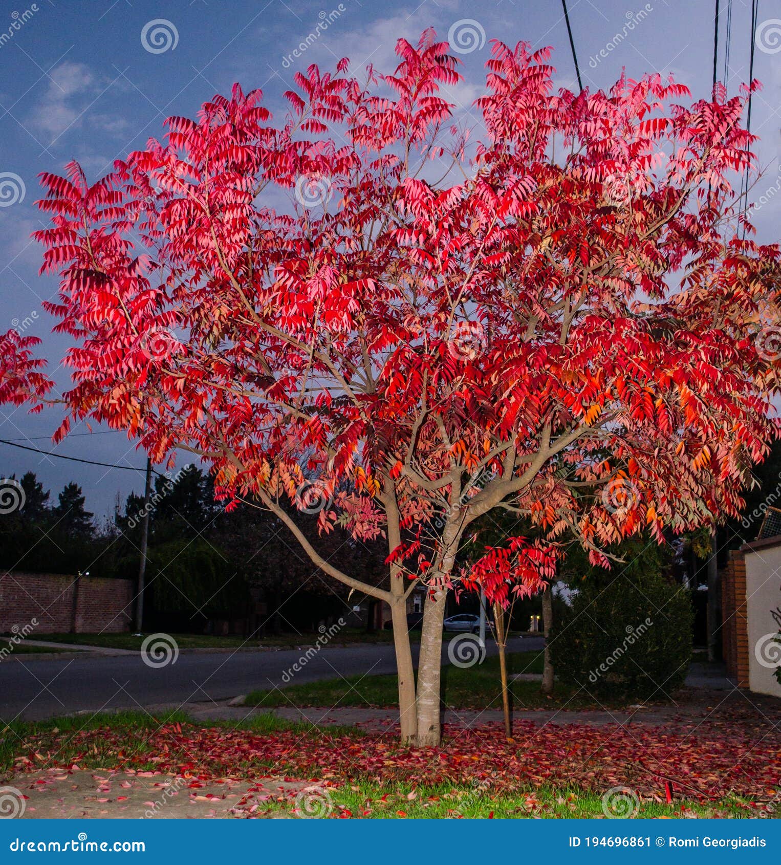 Roter Rhusbaum im Herbst stockbild. Bild von baum, busch - 194696861 Roter Rhusbaum im Herbst stockbild. Bild von baum, busch - 194696861