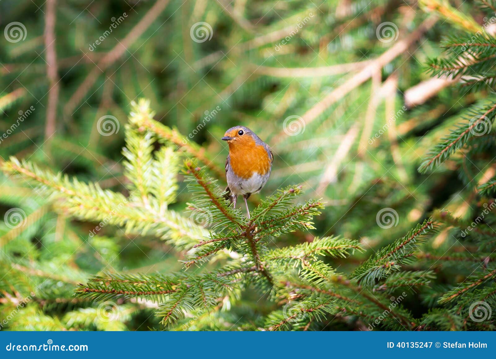 Roter Robin Gehockt Auf Einem Kiefernzweig Stockbild - Bild von ...