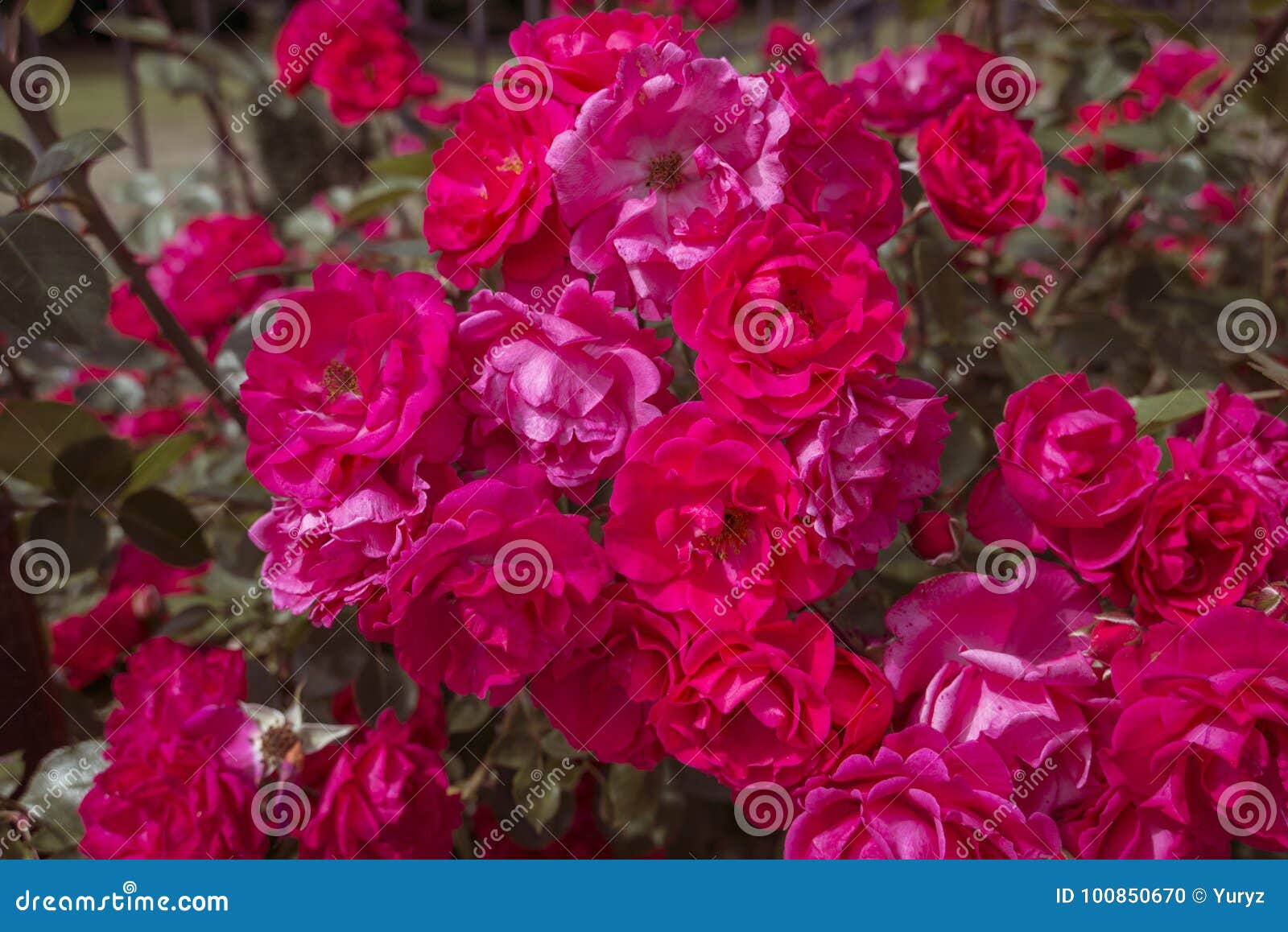 Roter Rosenbusch stockfoto. Bild von voll, blumenblatt - 100850670