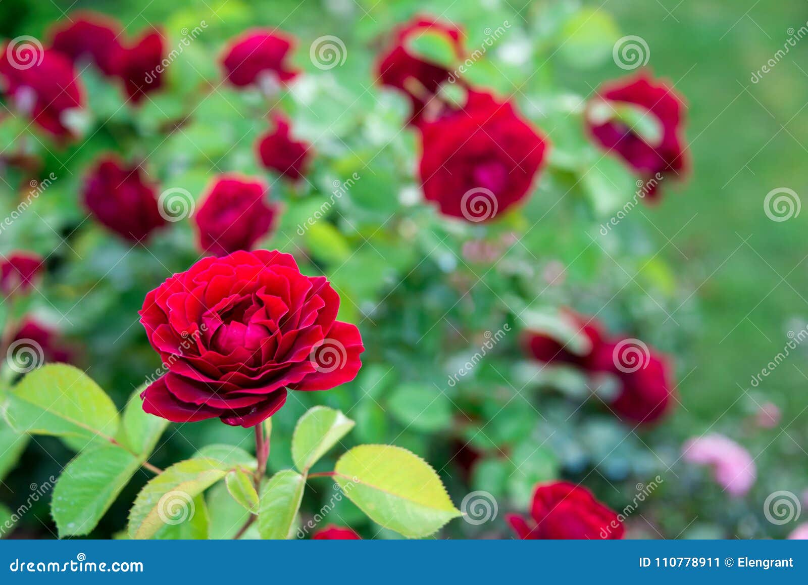 Roter Rosenbusch im Garten stockbild. Bild von gras - 110778911