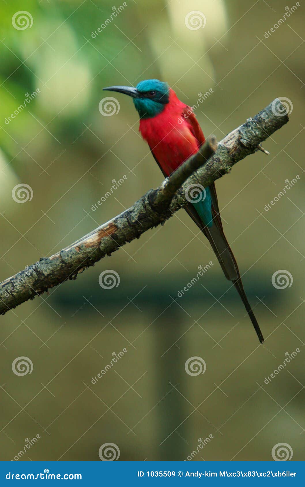 Roter Vogel stockbild. Bild von kopf, fliege, vögel, feder - 1035509