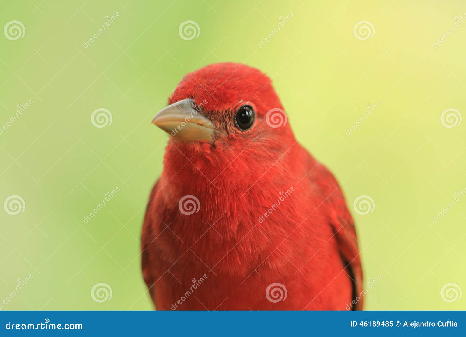 Roter Vogel Auf Niederlassung Stockbild - Bild von schön, mann: 46189485