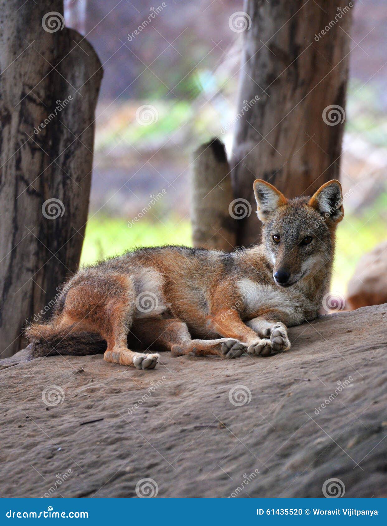 Roter Wolf stockfoto. Bild von säugetier, wolf, pelz - 61435520