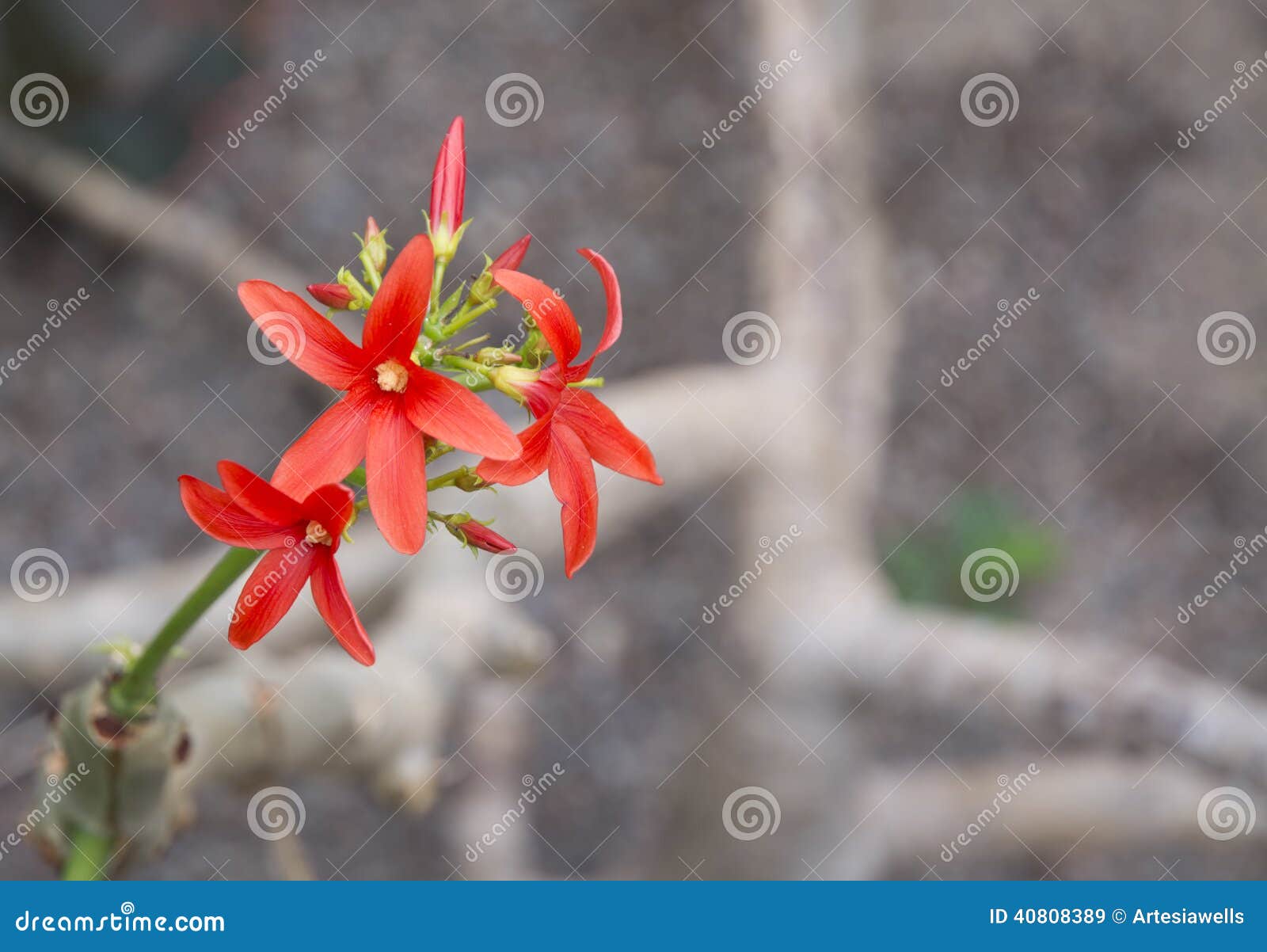 Rotes Blumenstrauch Jatropha Macrantha Stockbild - Bild von garten ...