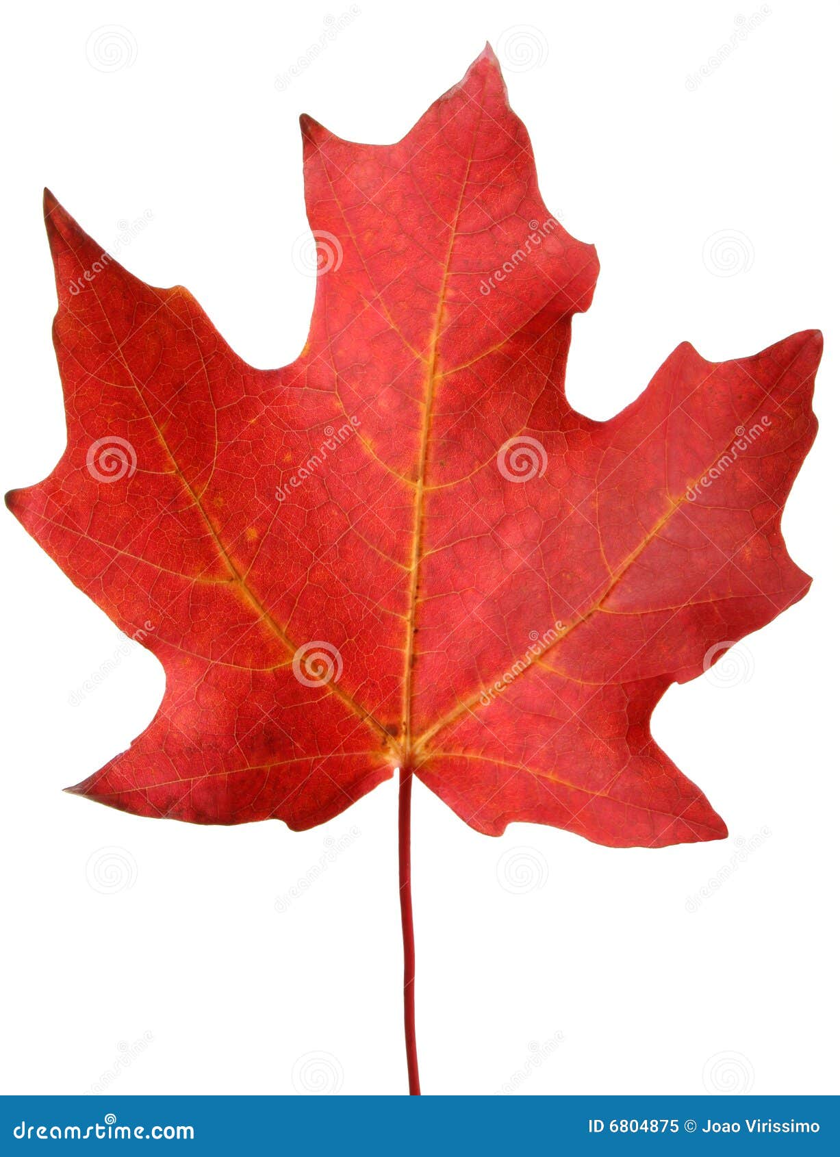 Rotes Herbst Ahornblatt stockbild. Bild von kanada, trocken - 6804875 Rotes Herbst Ahornblatt stockbild. Bild von kanada, trocken - 6804875