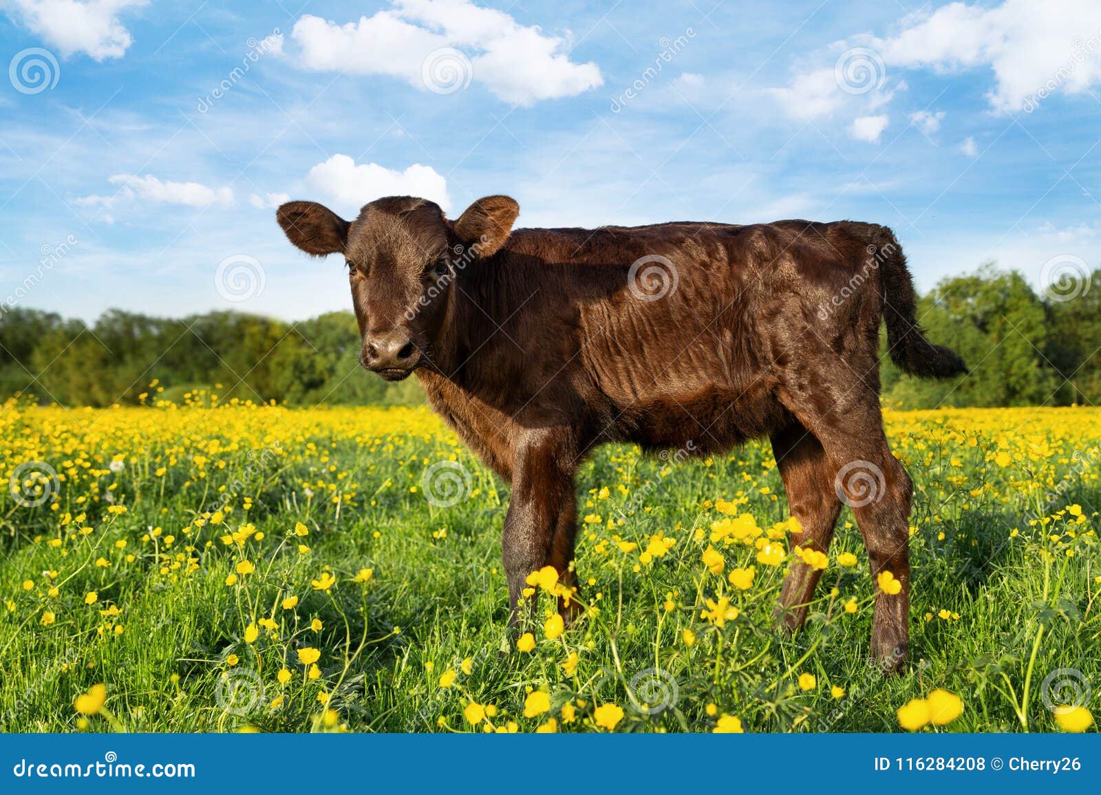 Rotes Kalb Auf Dem Sommergebiet Stockfoto - Bild von tier, kühe: 116284208