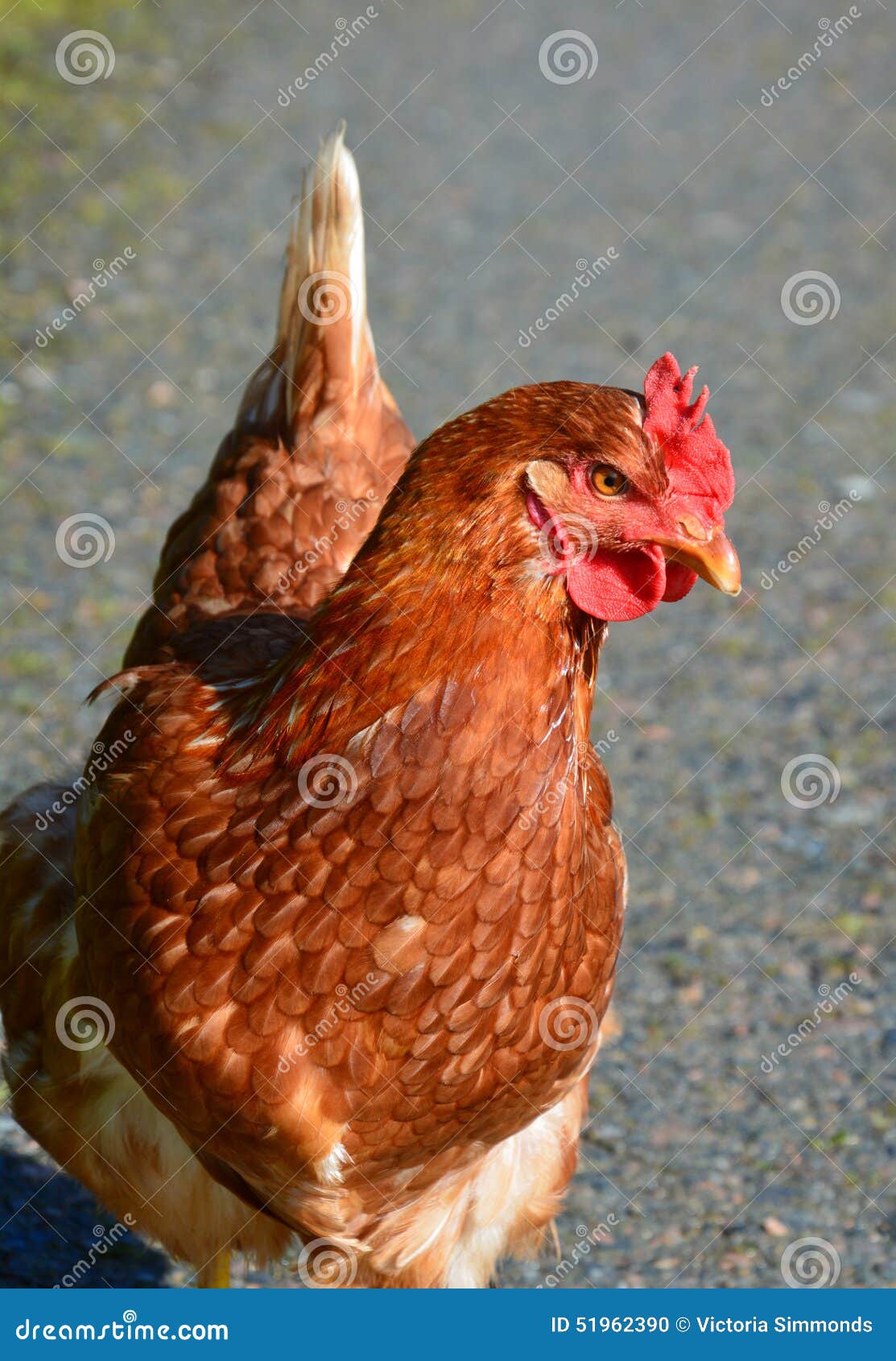 Rotes Marans-Huhn stockfoto. Bild von recht, schnabel - 51962390