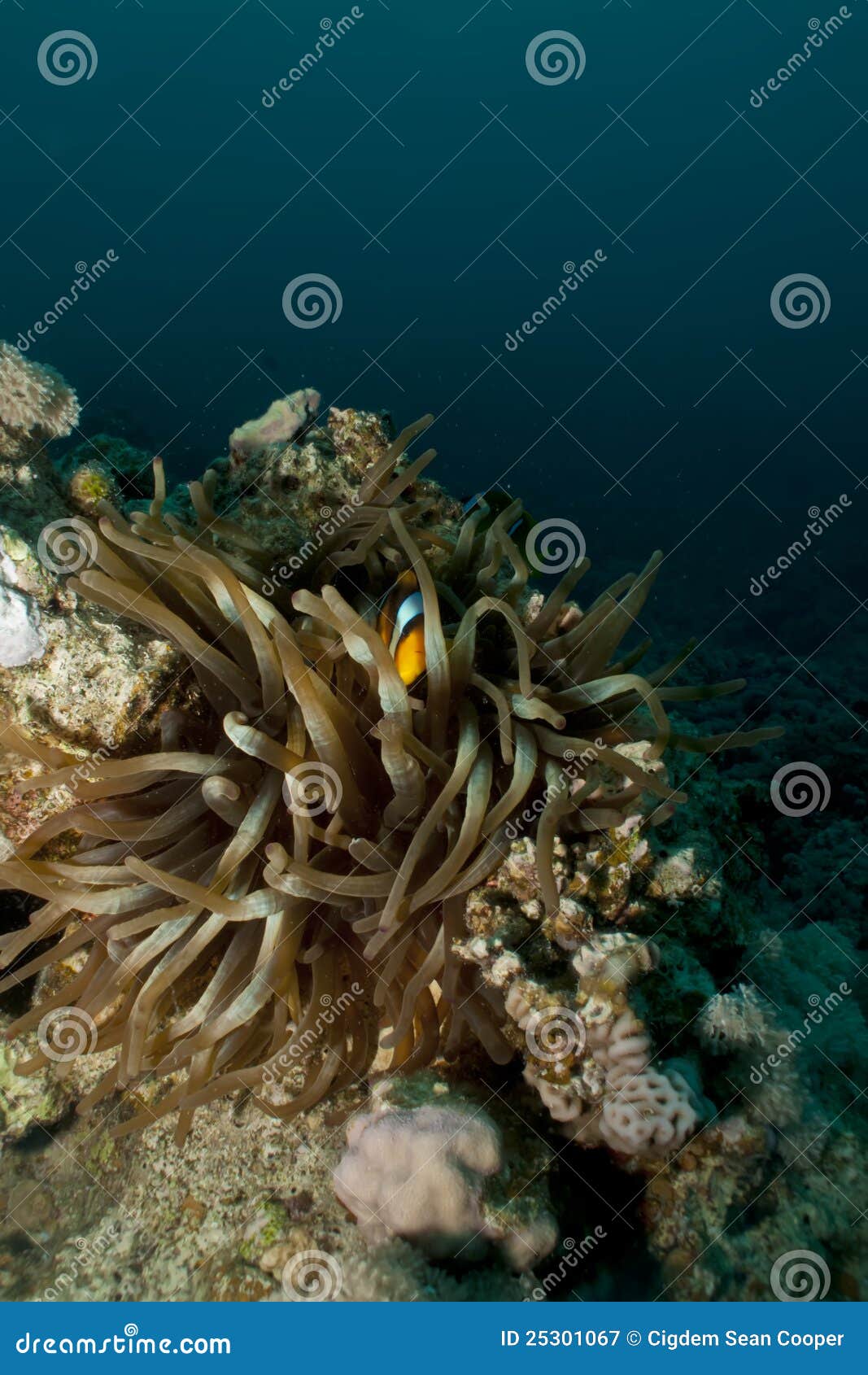 Rotes Meer Anemonefish (Amphiprion Bicinctus) Stockbild - Bild von ...