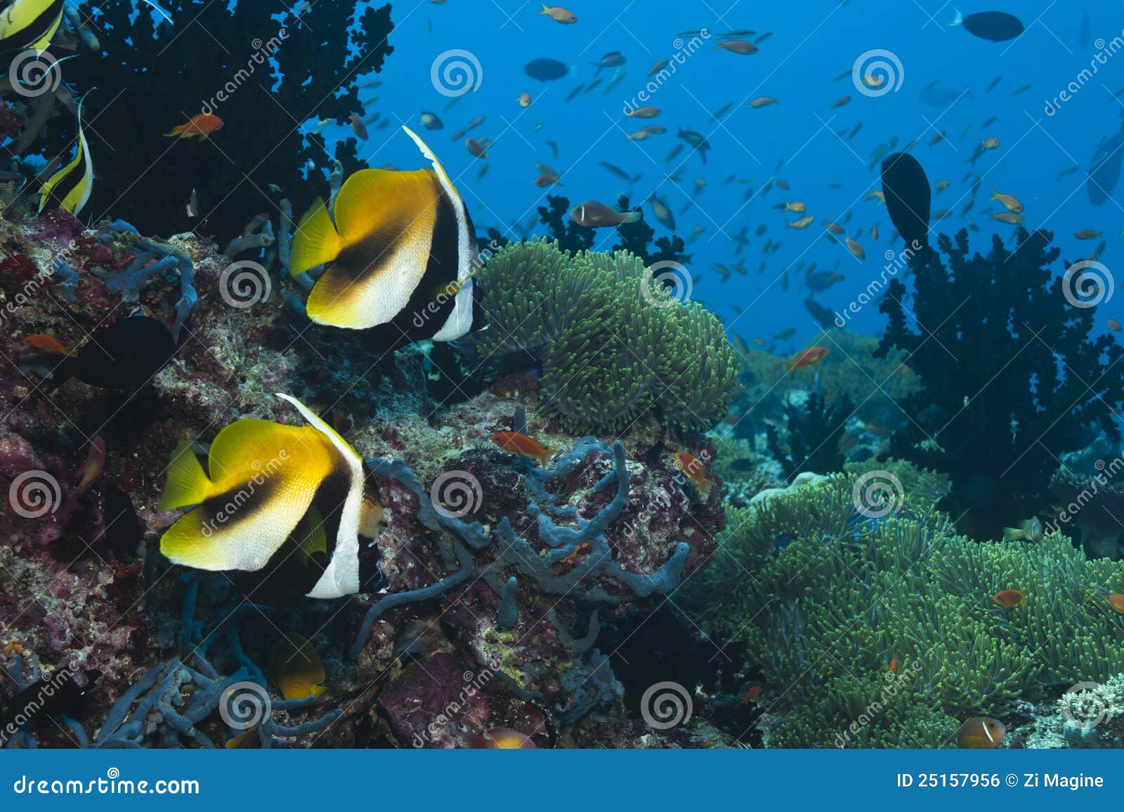 Rotes Meer Bannerfish Heniochus Intermedius Stockfoto - Bild von ...