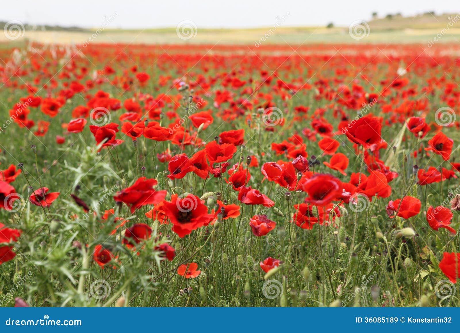 Rotes Mohnblumenfeld stockbild. Bild von sommer, pfad - 36085189