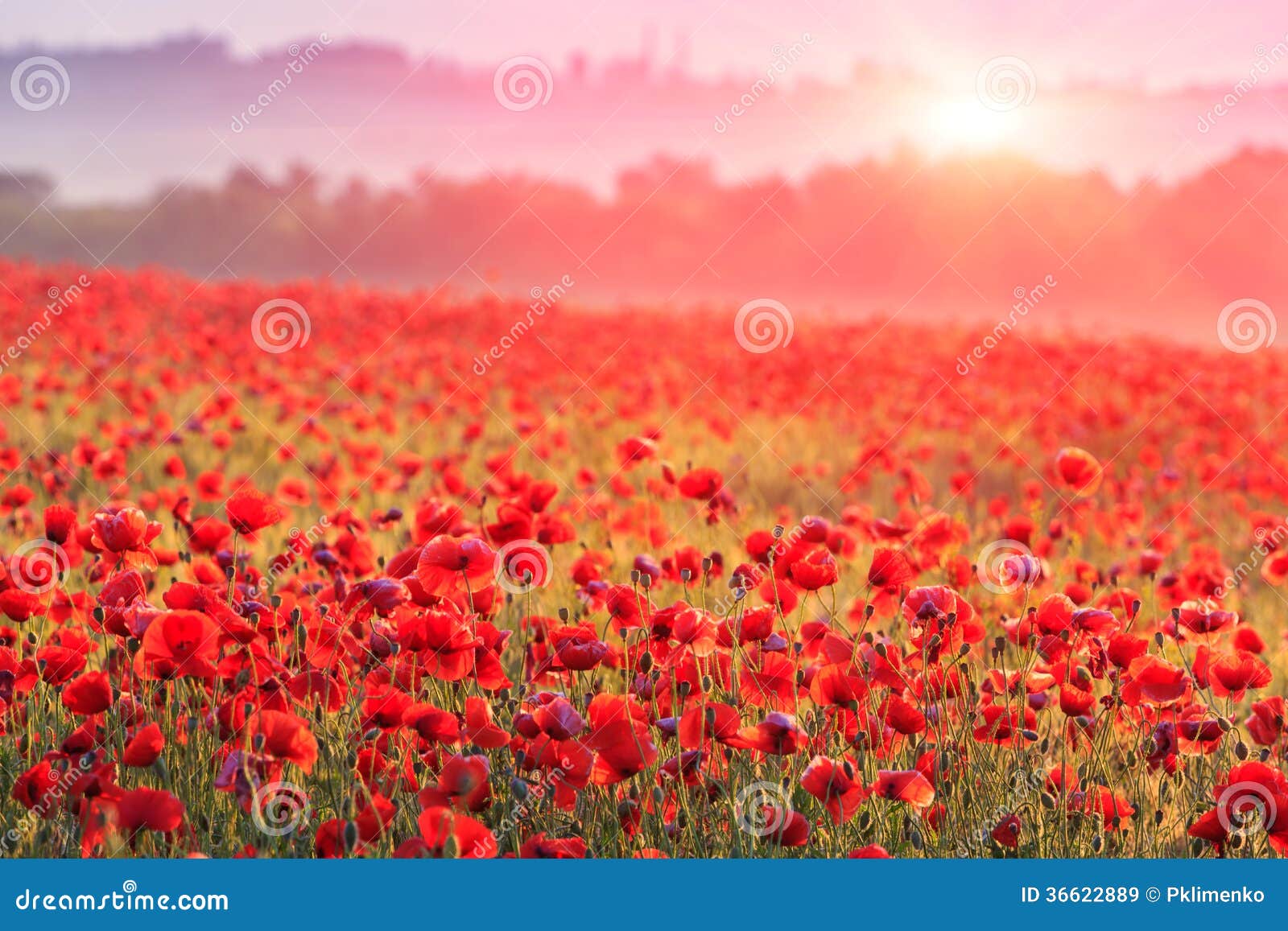 Rotes Mohnblumenfeld stockbild. Bild von gras, landschaft - 36622889