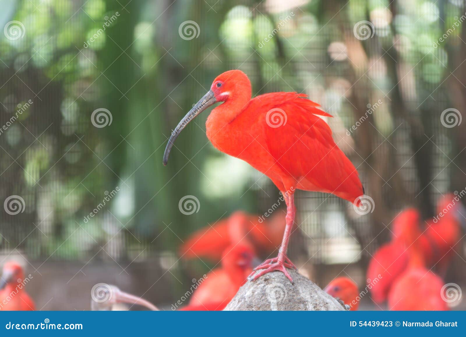 Rotes Scharlachrot IBIS-Vogel- Stockbild - Bild von vermitteln, flügel ...
