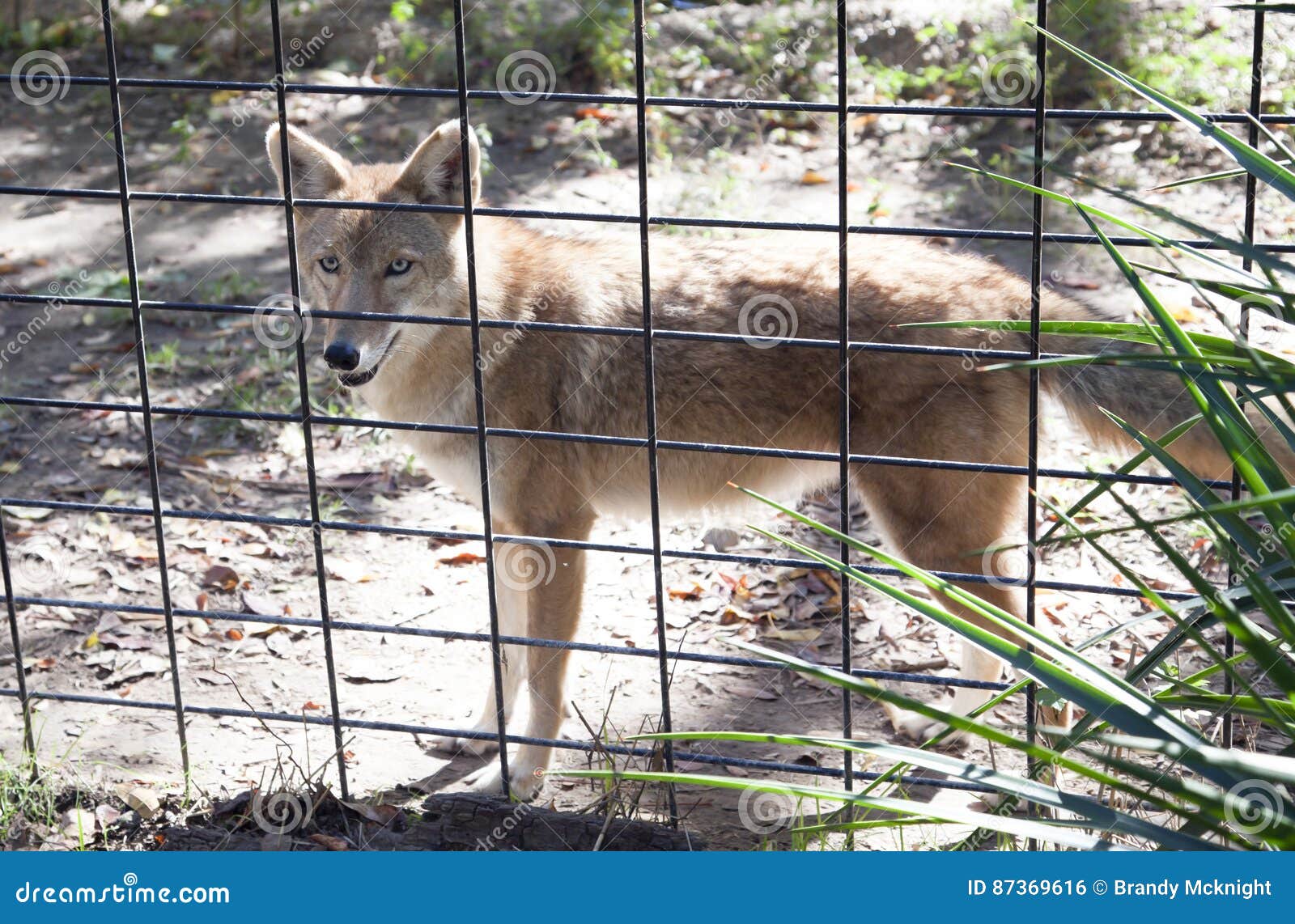 Rotes Wolf Canis-rufus stockfoto. Bild von pelz, fleischfresser - 87369616