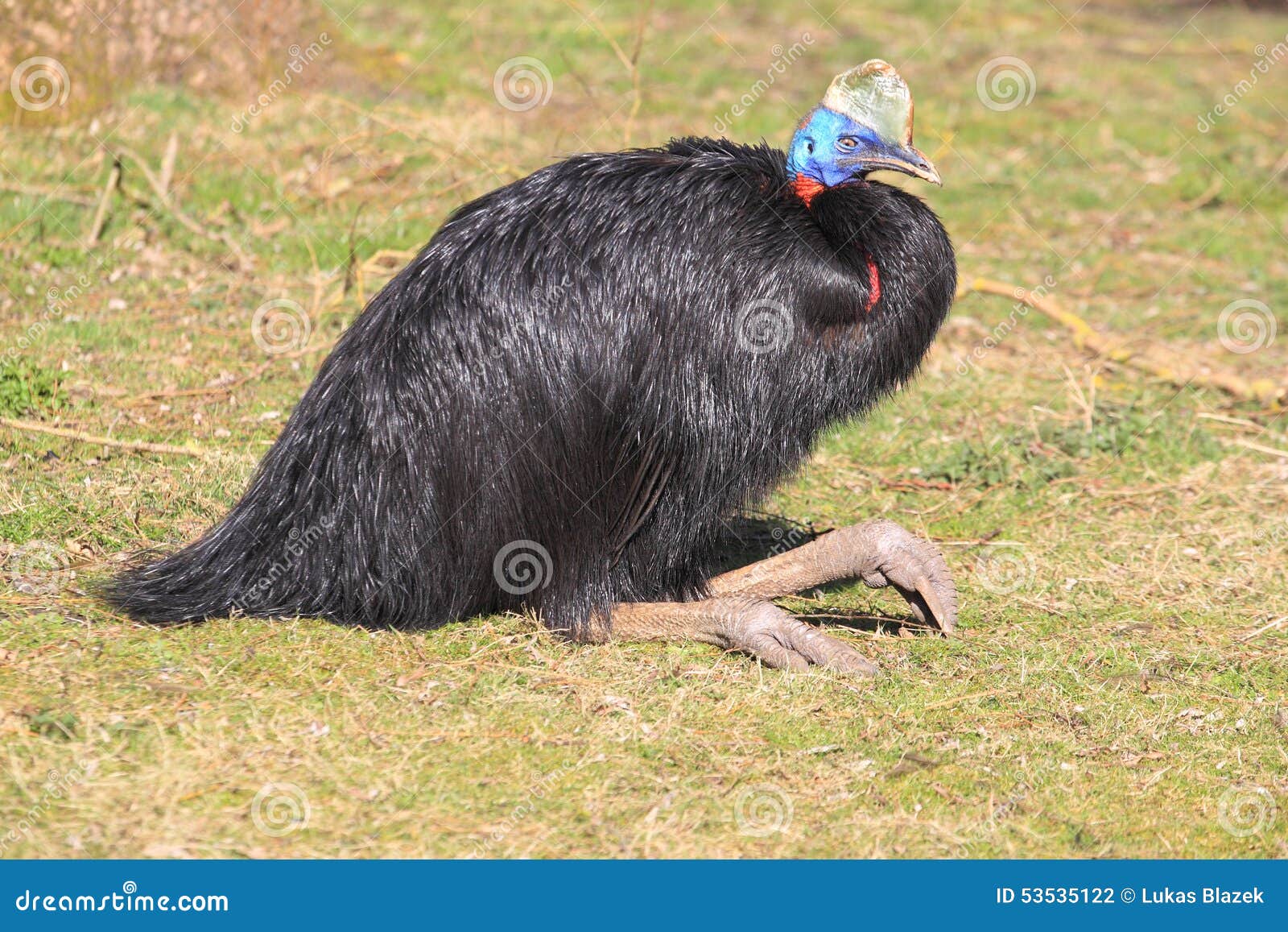 Rothalsiger Kasuar stockfoto. Bild von vogel, tier, sitzung - 53535122