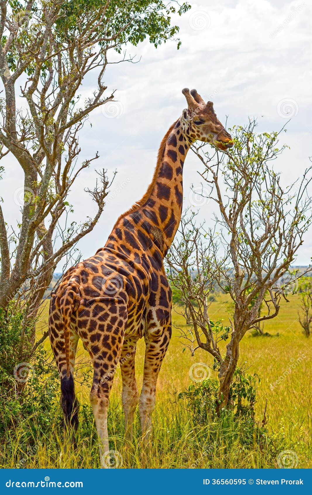 Rothchild S Giraffe Eating from a Tree Stock Image - Image of uganda ...