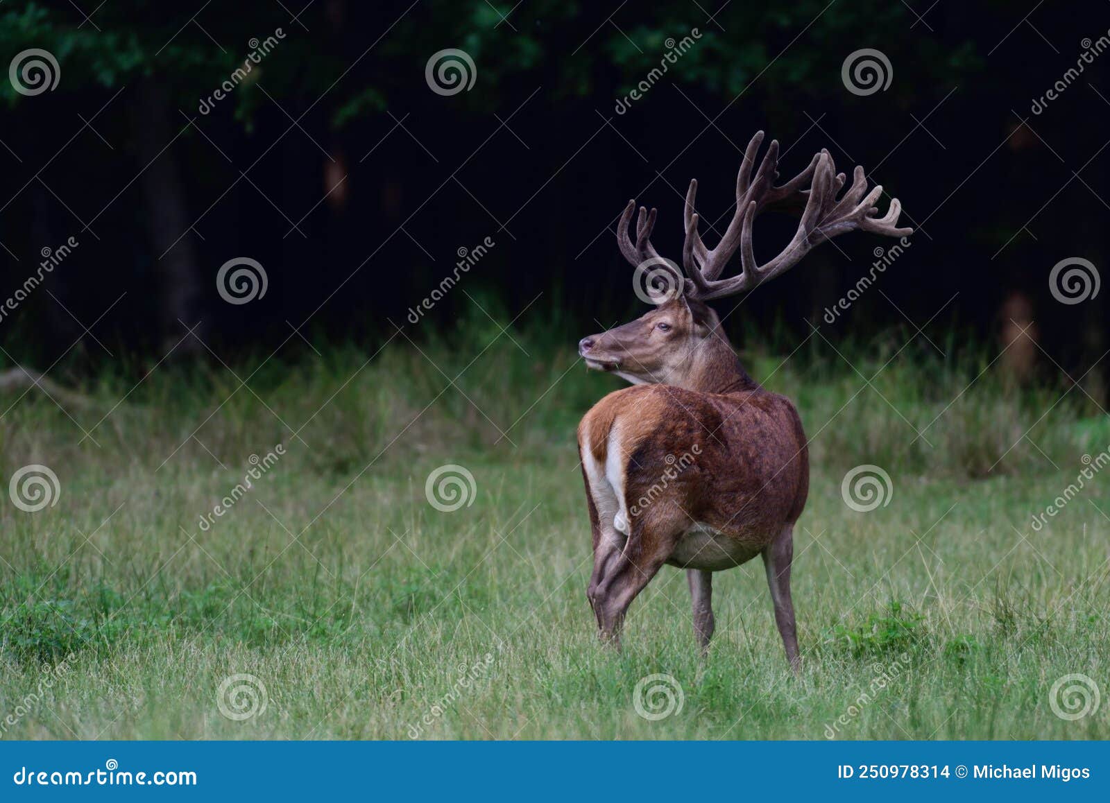 Red Deer Male Stands on Forest Meadow and Looks Attentively Stock Photo ...