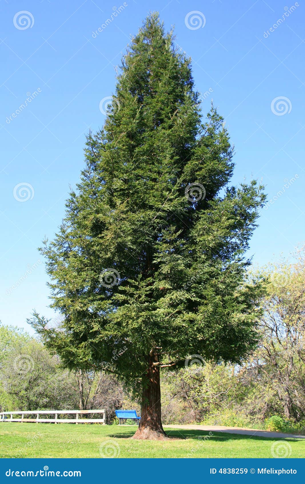 Rotholz-Baum stockbild. Bild von hoch, gras, park, himmel - 4838259