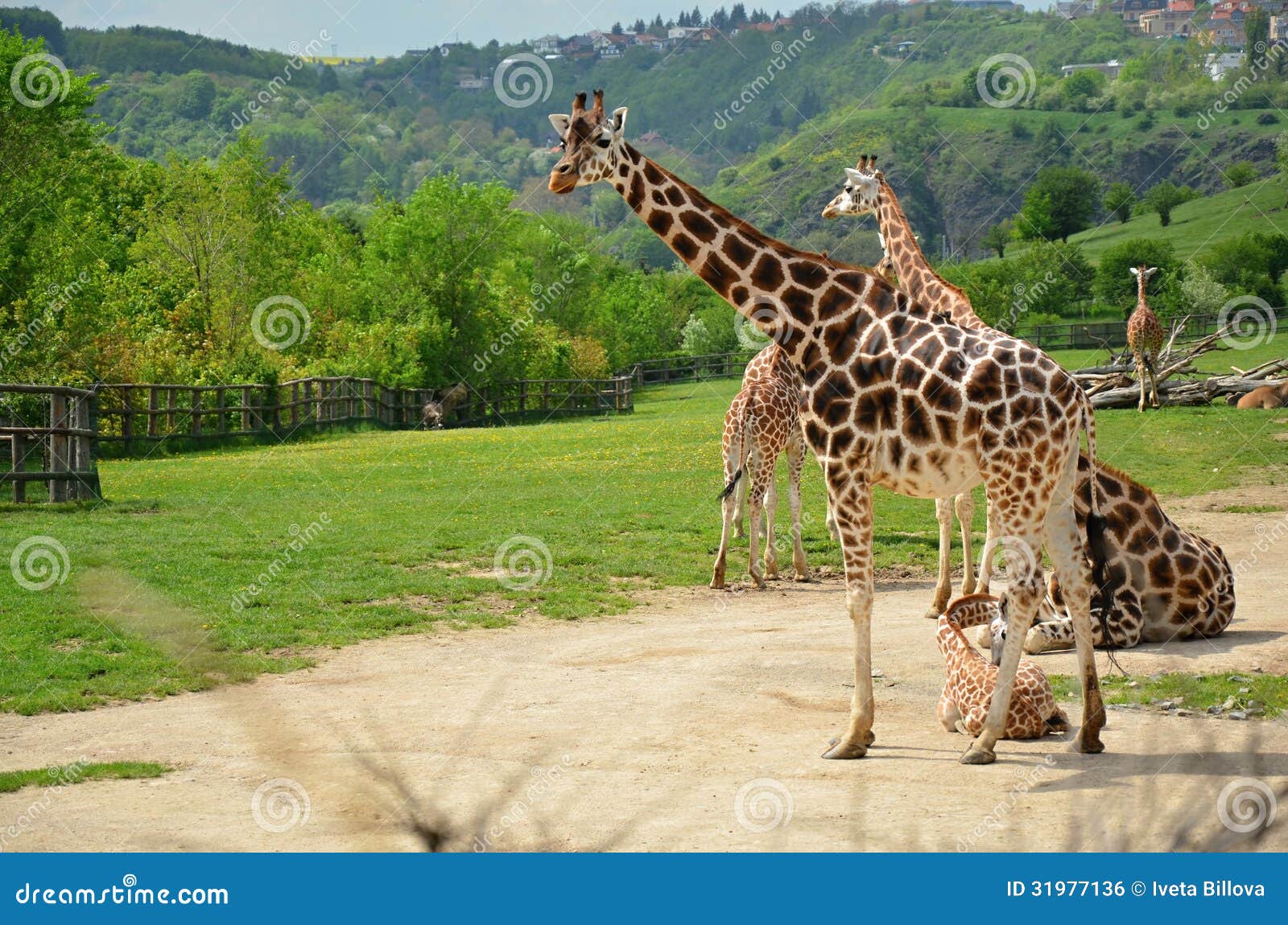 Rothschild Giraffe at the Zoo in Prague Stock Photo - Image of nature ...