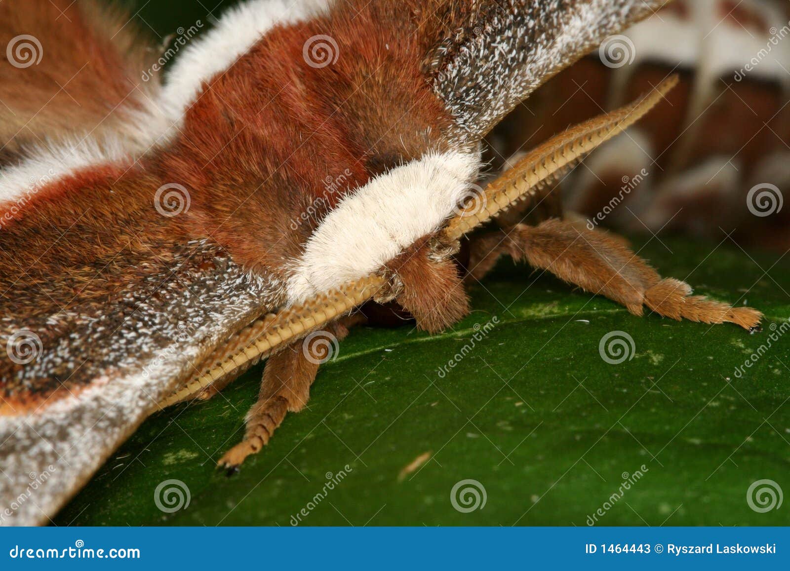 Rothschildia portrait stock image. Image of tropics, moths - 1464443