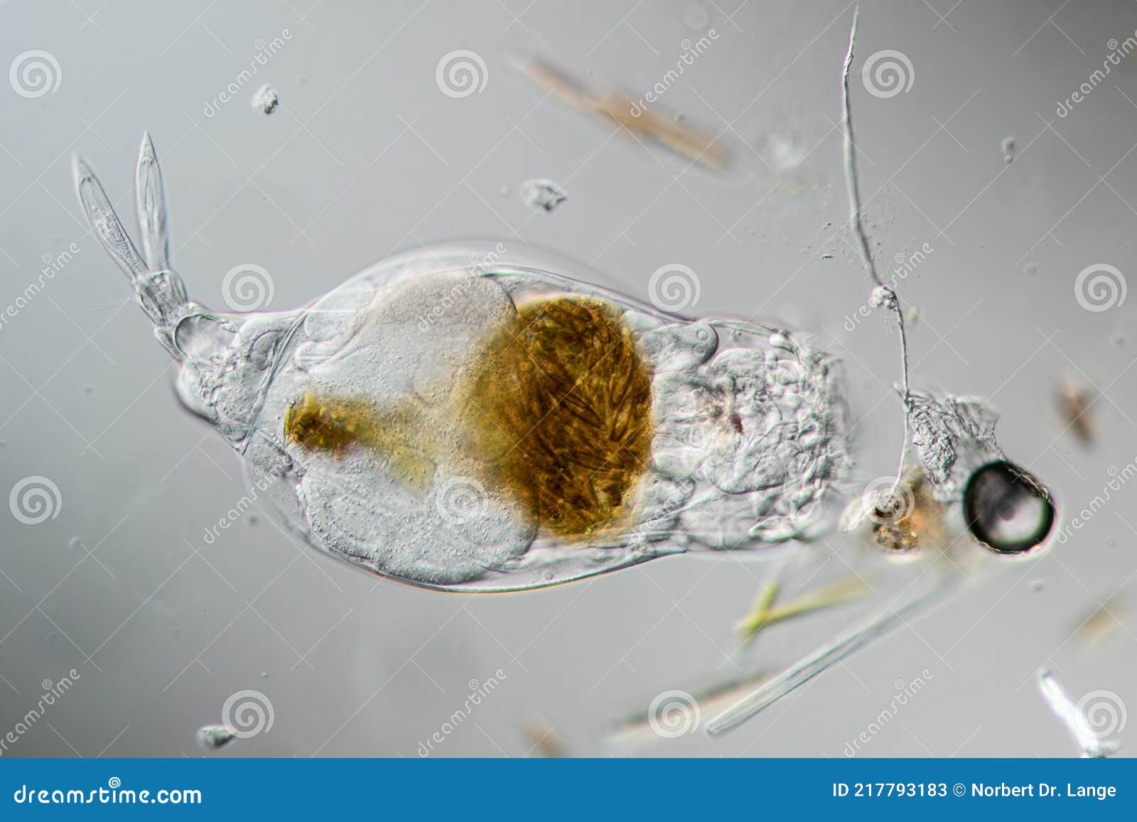 Rotifer foraging stock image. Image of magnification - 217793183