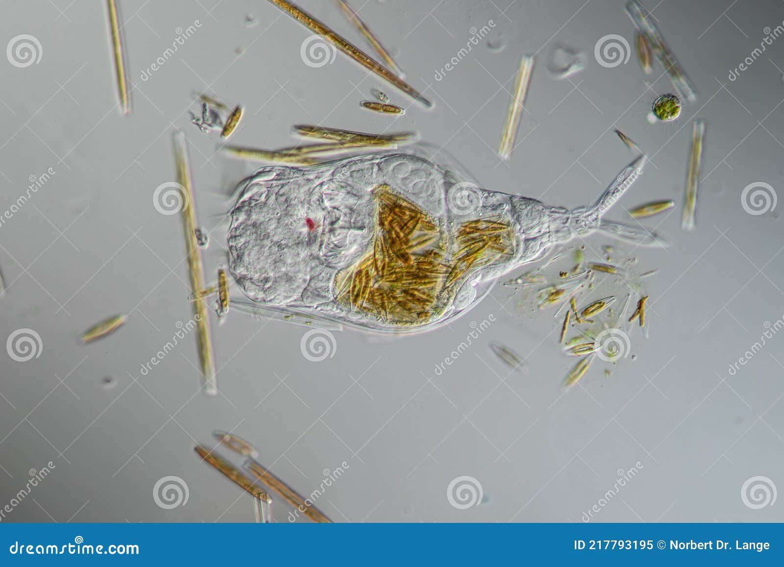 The Rotifer Royalty-Free Stock Photo | CartoonDealer.com #81531201
