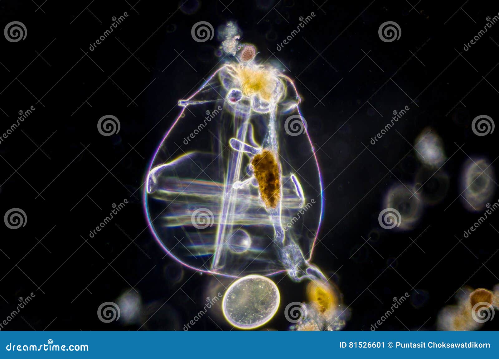 Rotifer stock image. Image of high, cell, macro, microbiology - 81526601