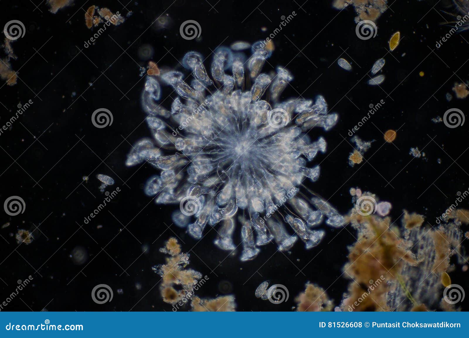 The rotifer stock photo. Image of food, life, aquaculture - 81526608