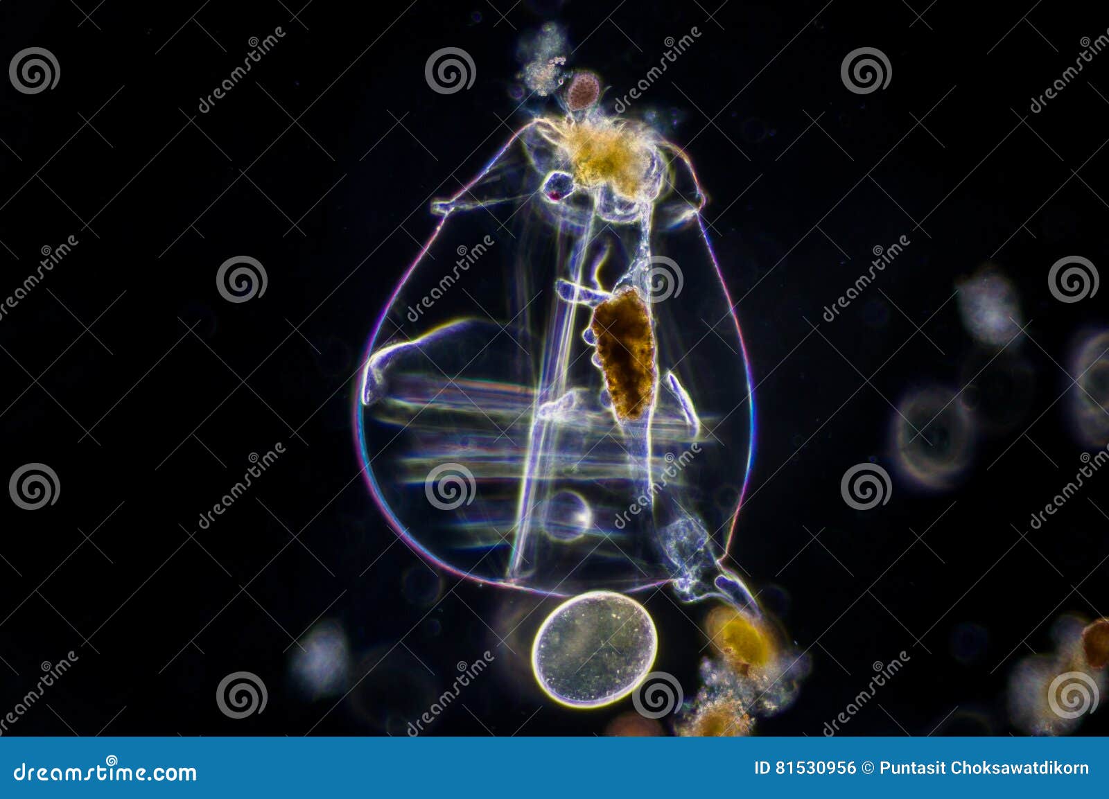 The Rotifer Rotifera, Commonly Called Wheel Animals Under The ...