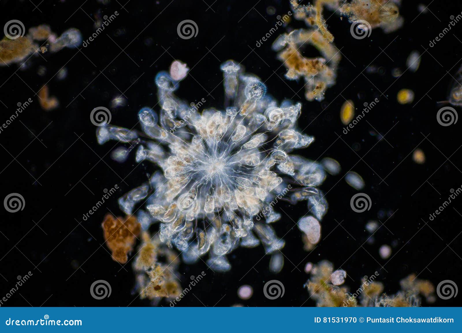 The rotifer stock photo. Image of keratella, eggs, closeup - 81531970