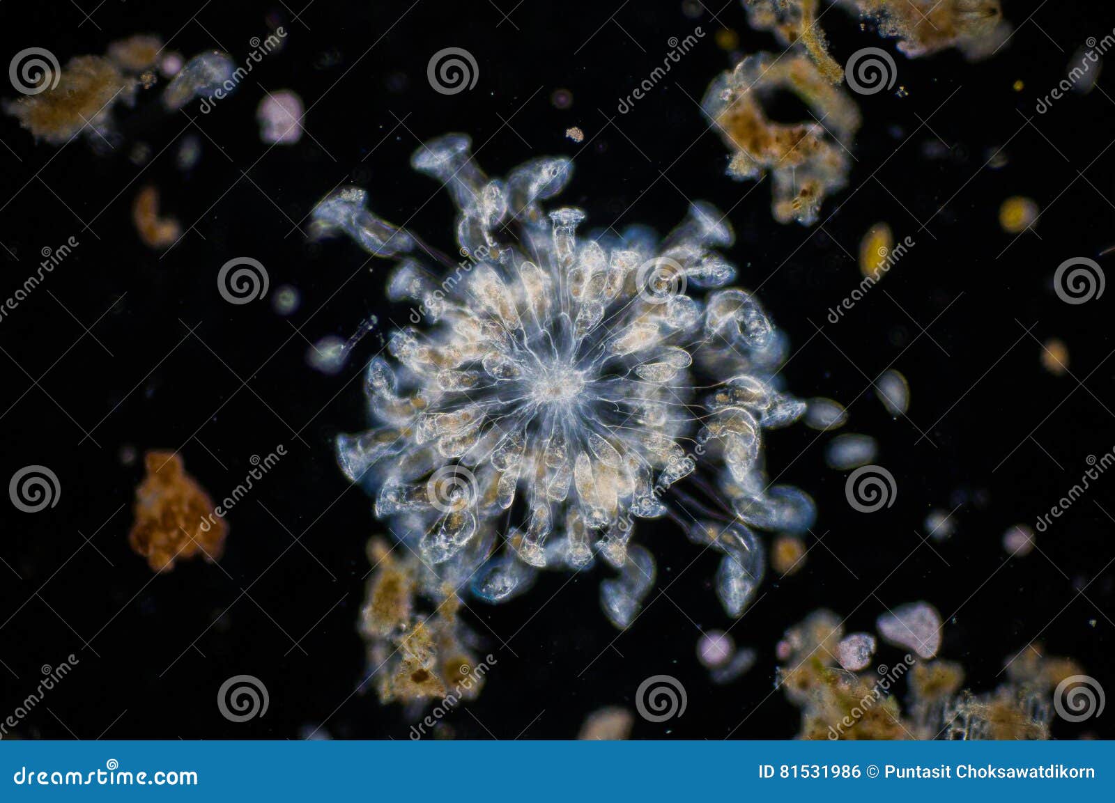 The rotifer stock photo. Image of aquaculture, high, macro - 81531986