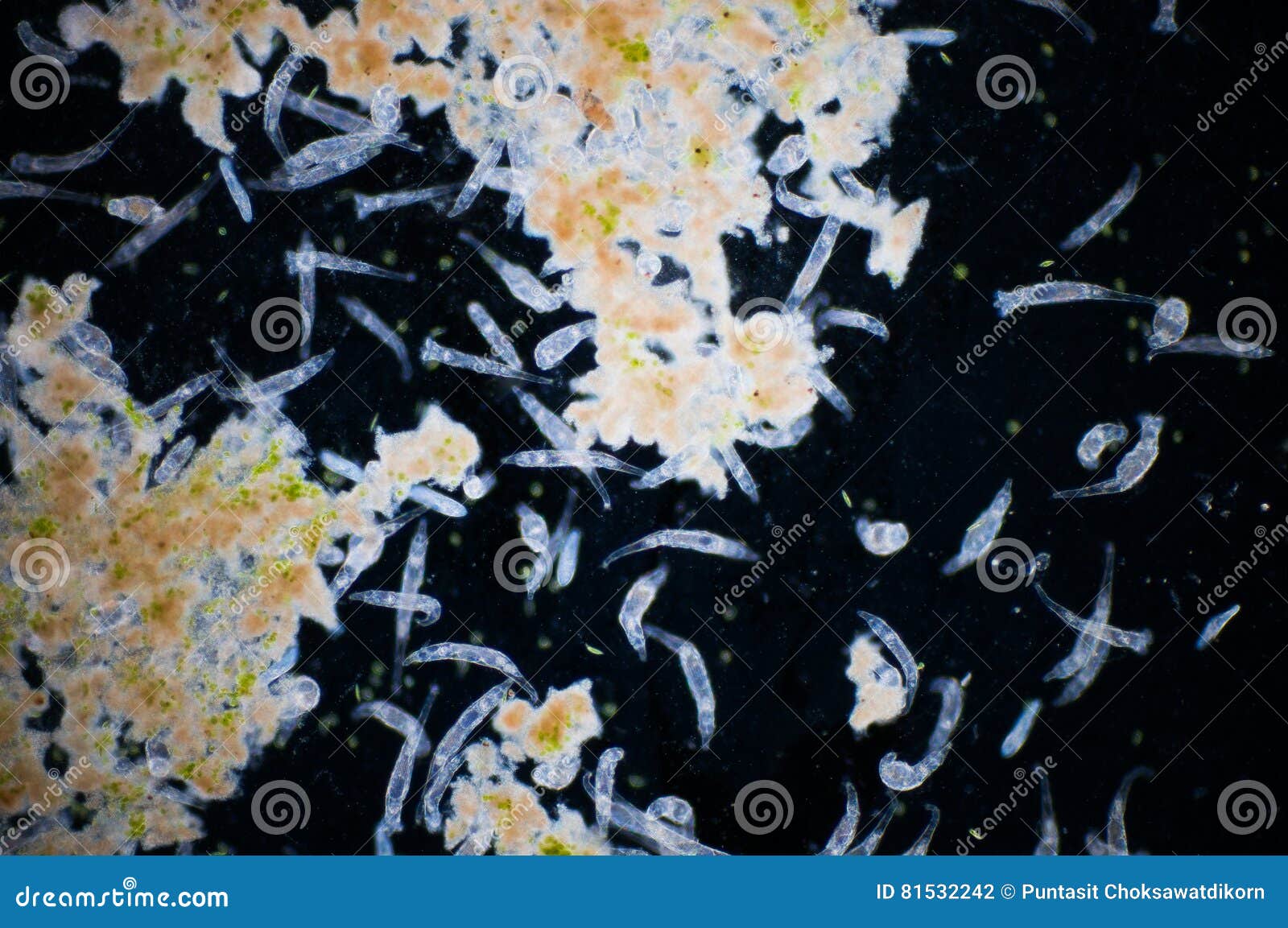 The rotifer stock photo. Image of nature, fish, organism - 81532242