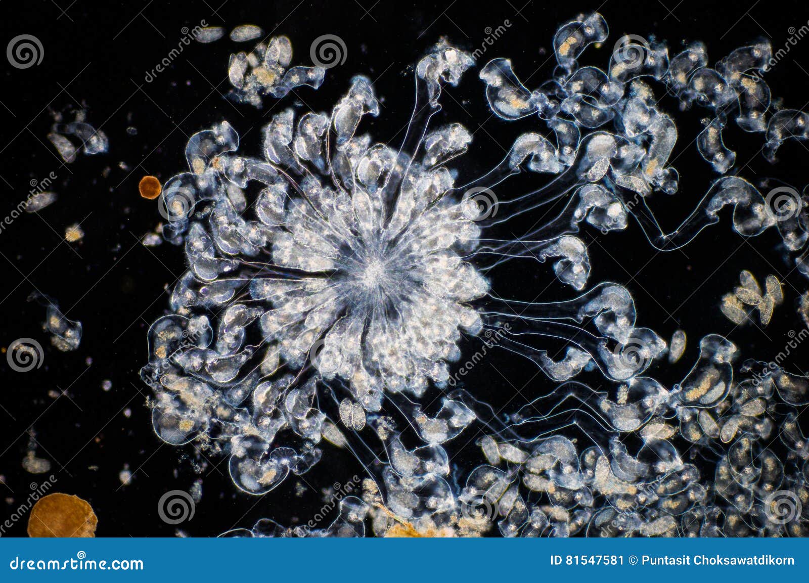 The rotifer stock image. Image of high, food, aquaculture - 81547581