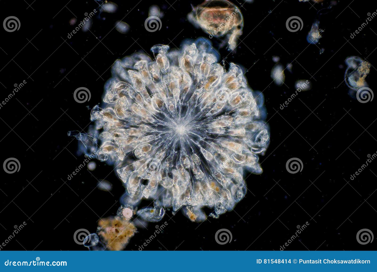 The rotifer stock photo. Image of microbiology, biology - 81548414