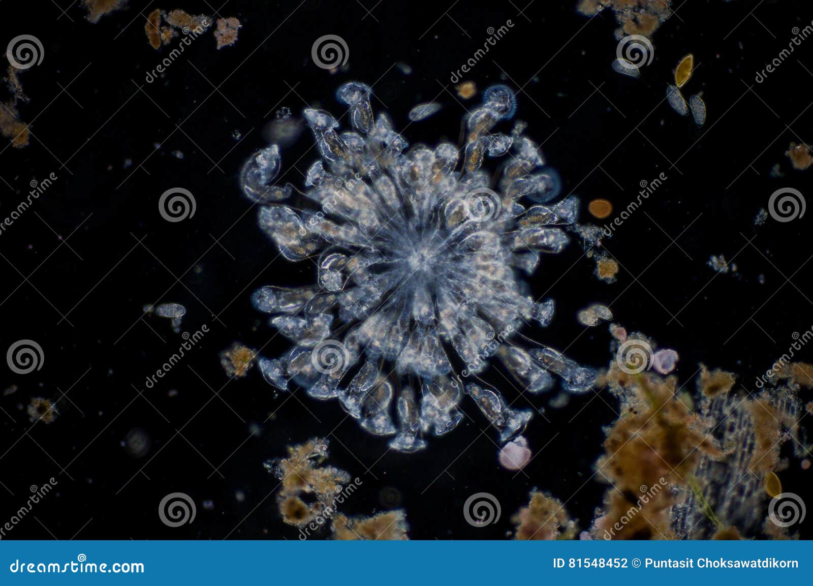 The rotifer stock photo. Image of microorganism, fish - 81548452
