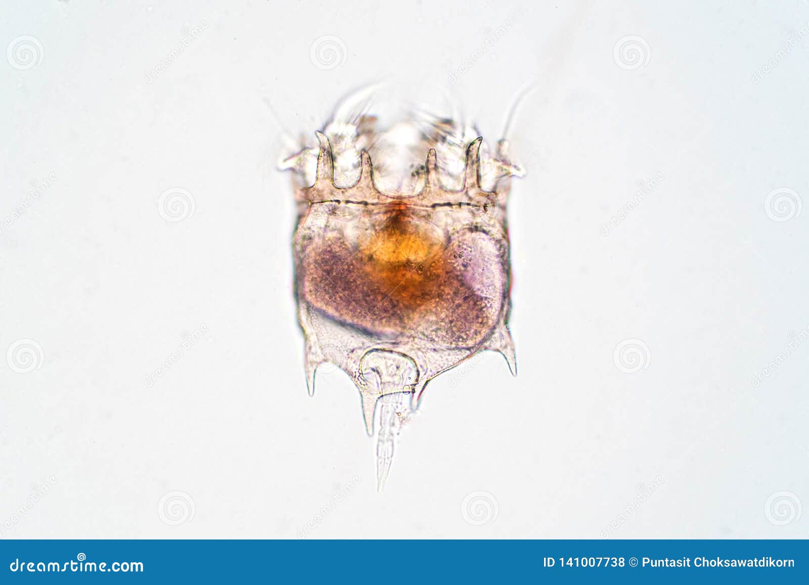 The Rotifer Rotifera, Commonly Called Wheel Animals Under the ...