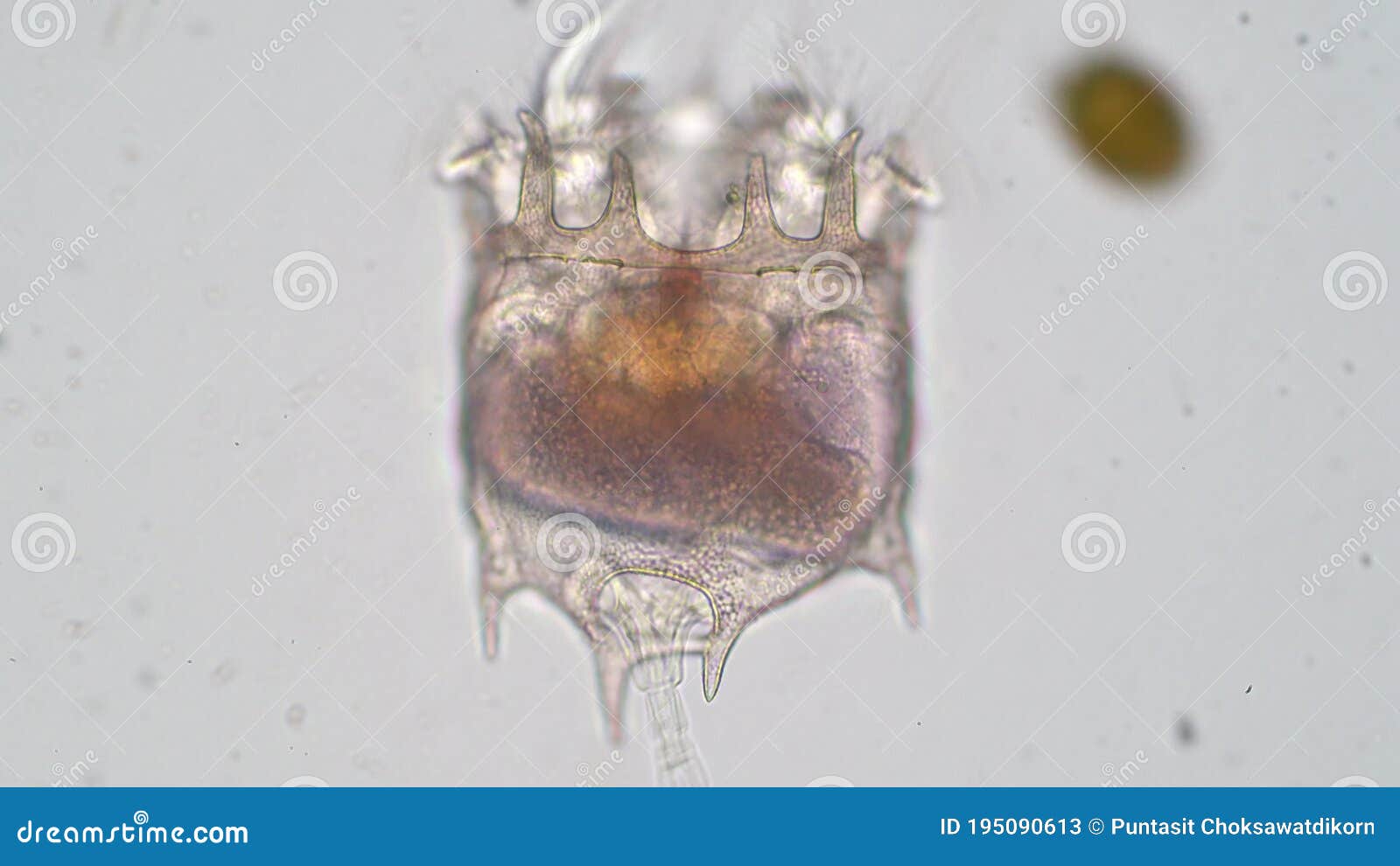 The Rotifer Rotifera, Commonly Called Wheel Animals Under the ...