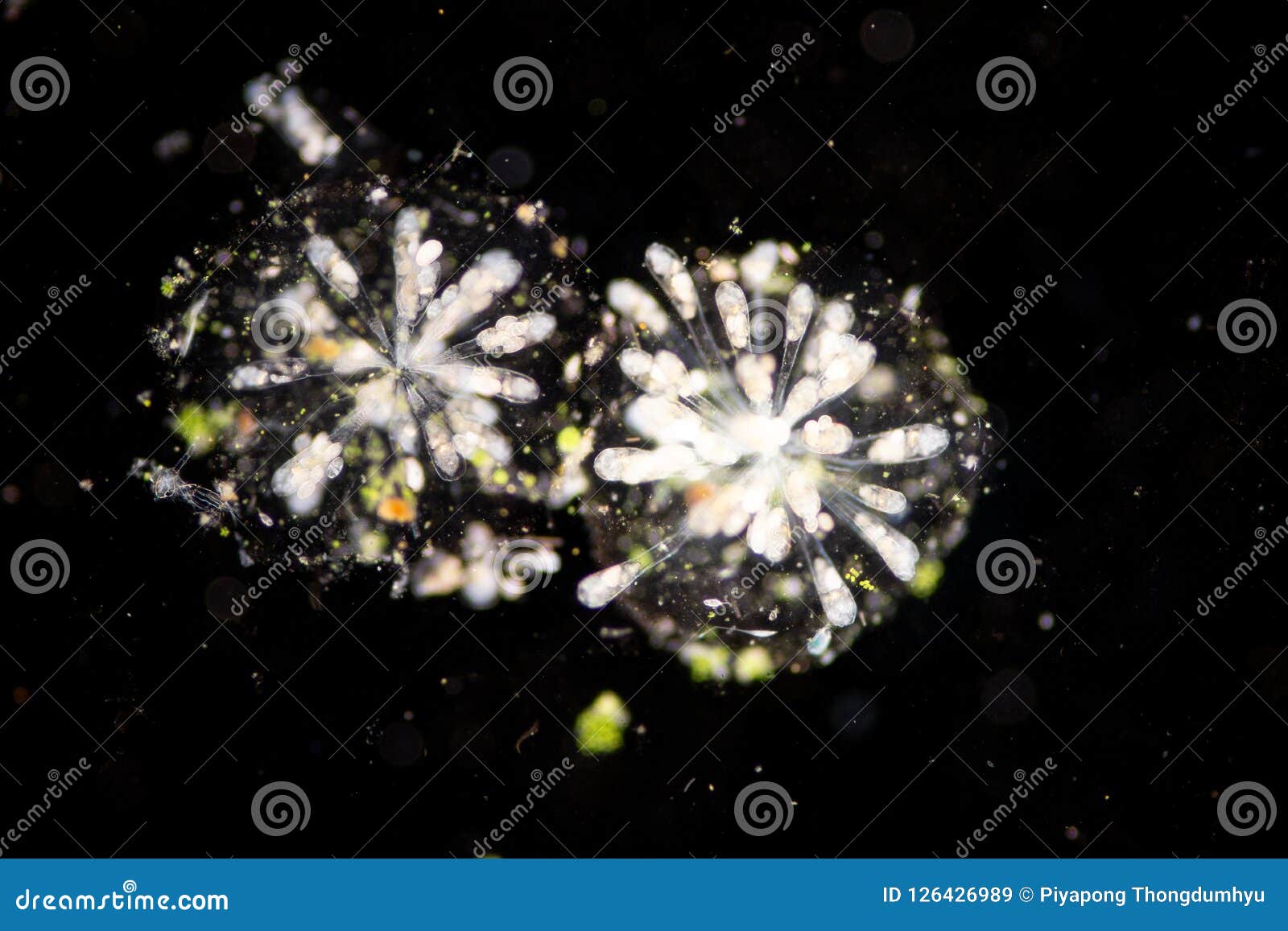 Rotifer Under the Microscope . Stock Image - Image of biotechnology ...