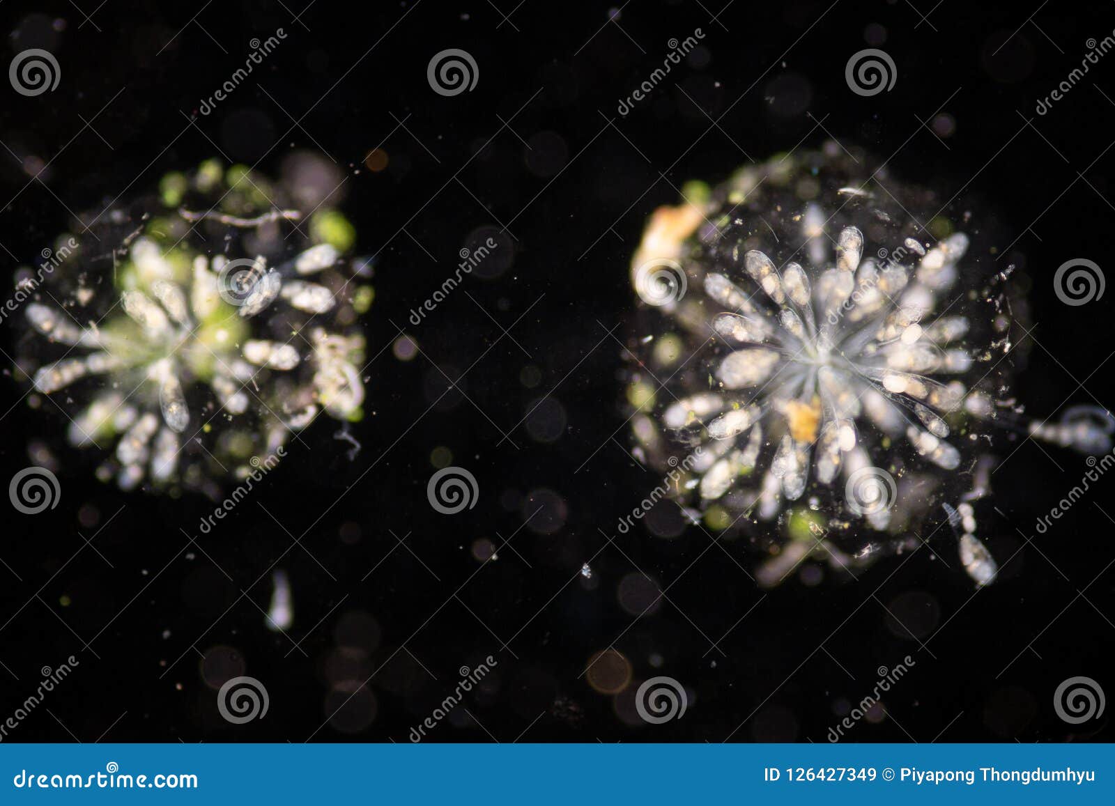 Rotifer Under A Microscope