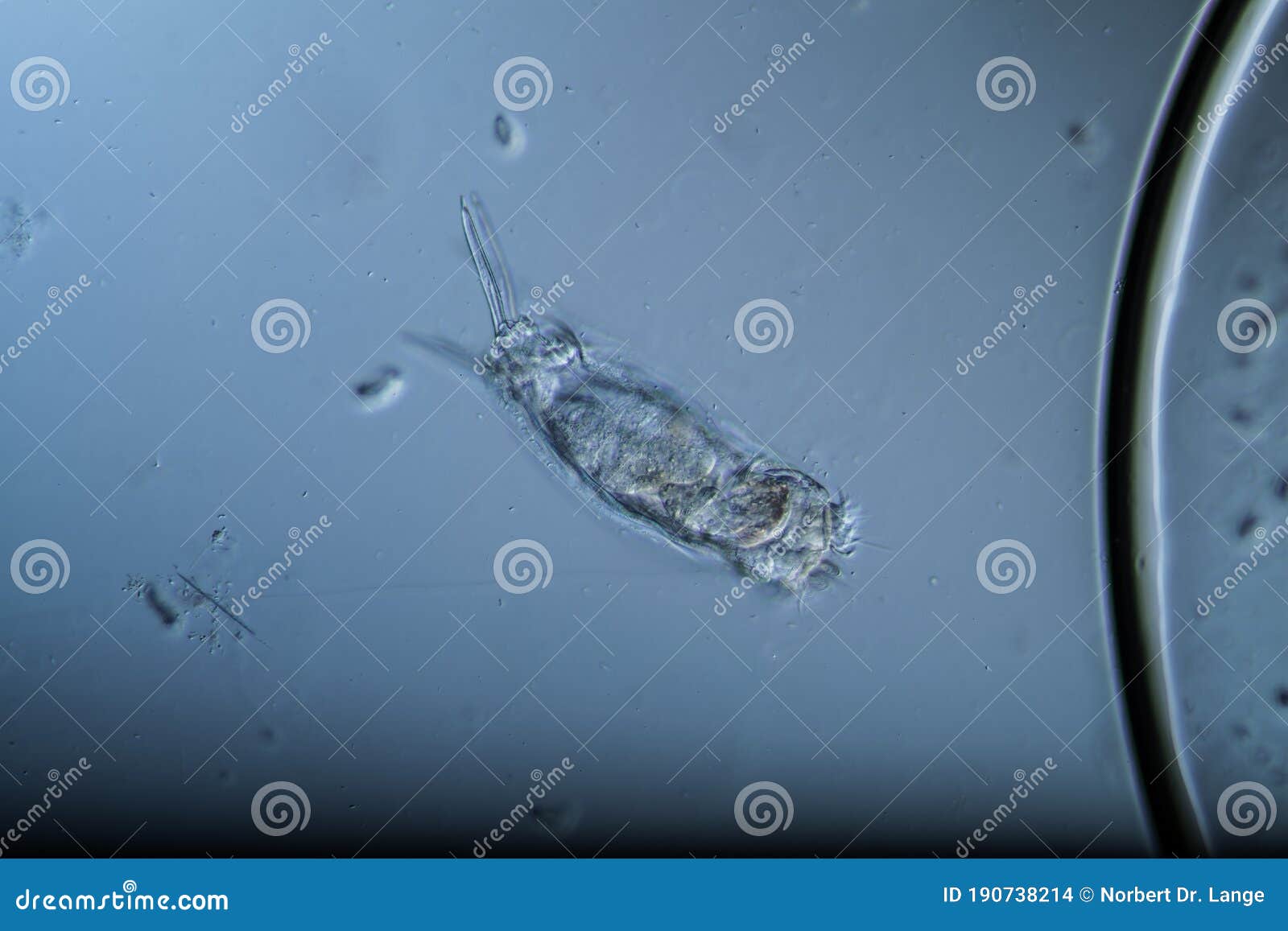 Rotifers As Microscopic Plankton Stock Photo - Image of puddle ...