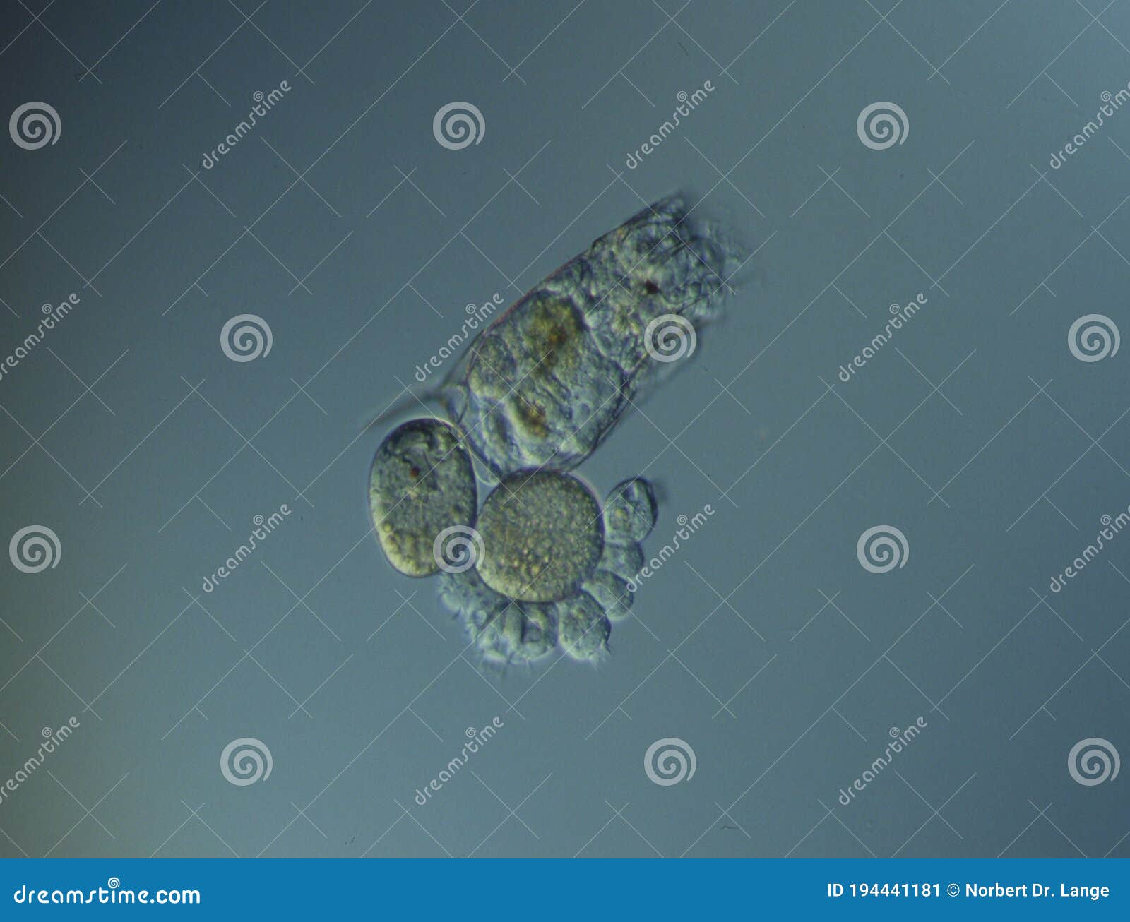 Rotifers swim in the water stock image. Image of macro - 194441181