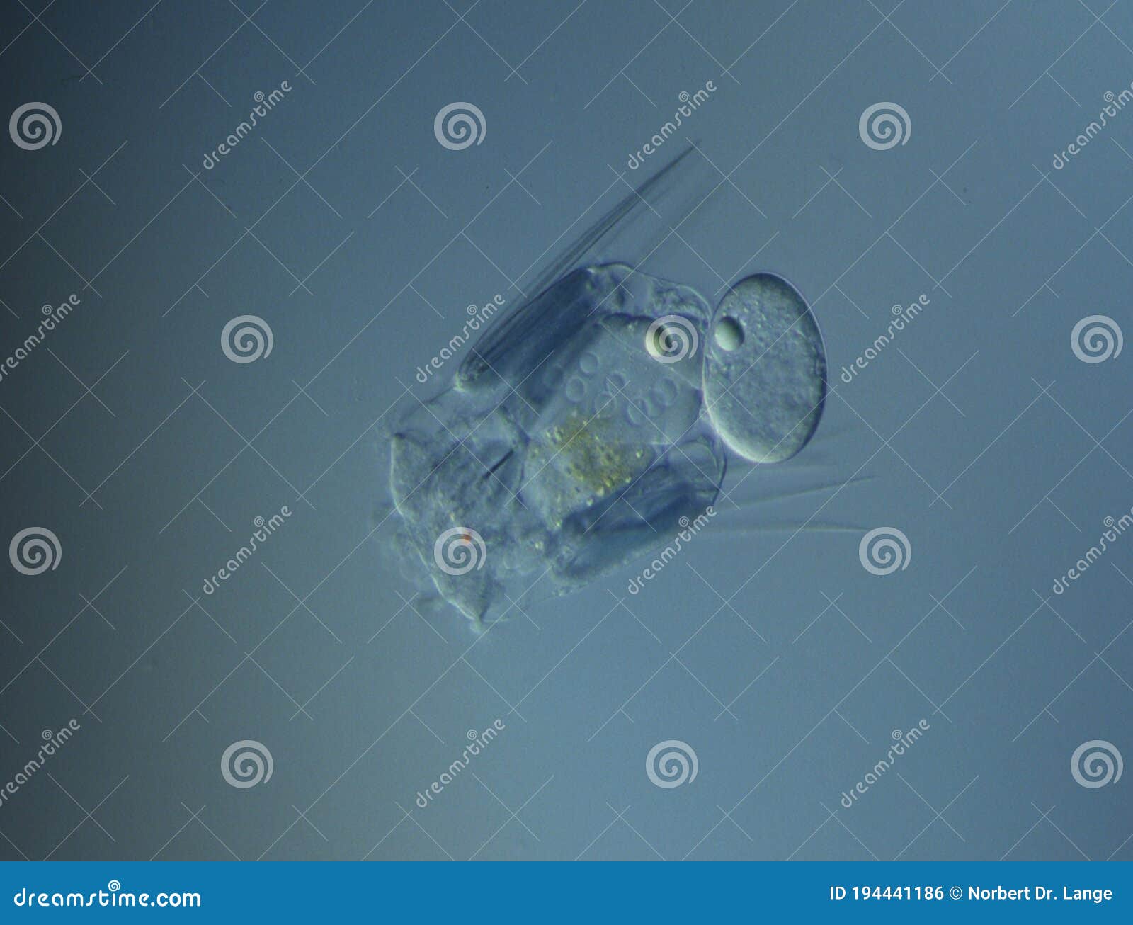 Rotifers swim in the water stock photo. Image of plasma - 194441186