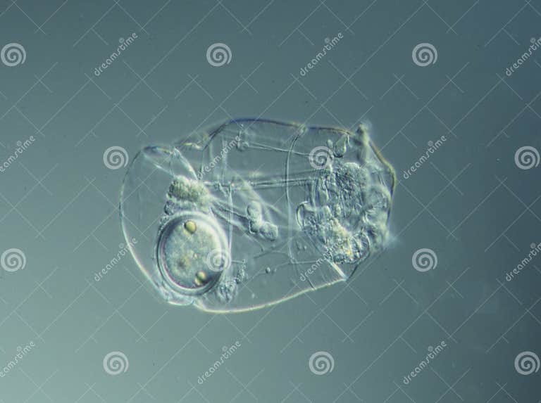 Rotifers swim in the water stock image. Image of translucent - 194441209