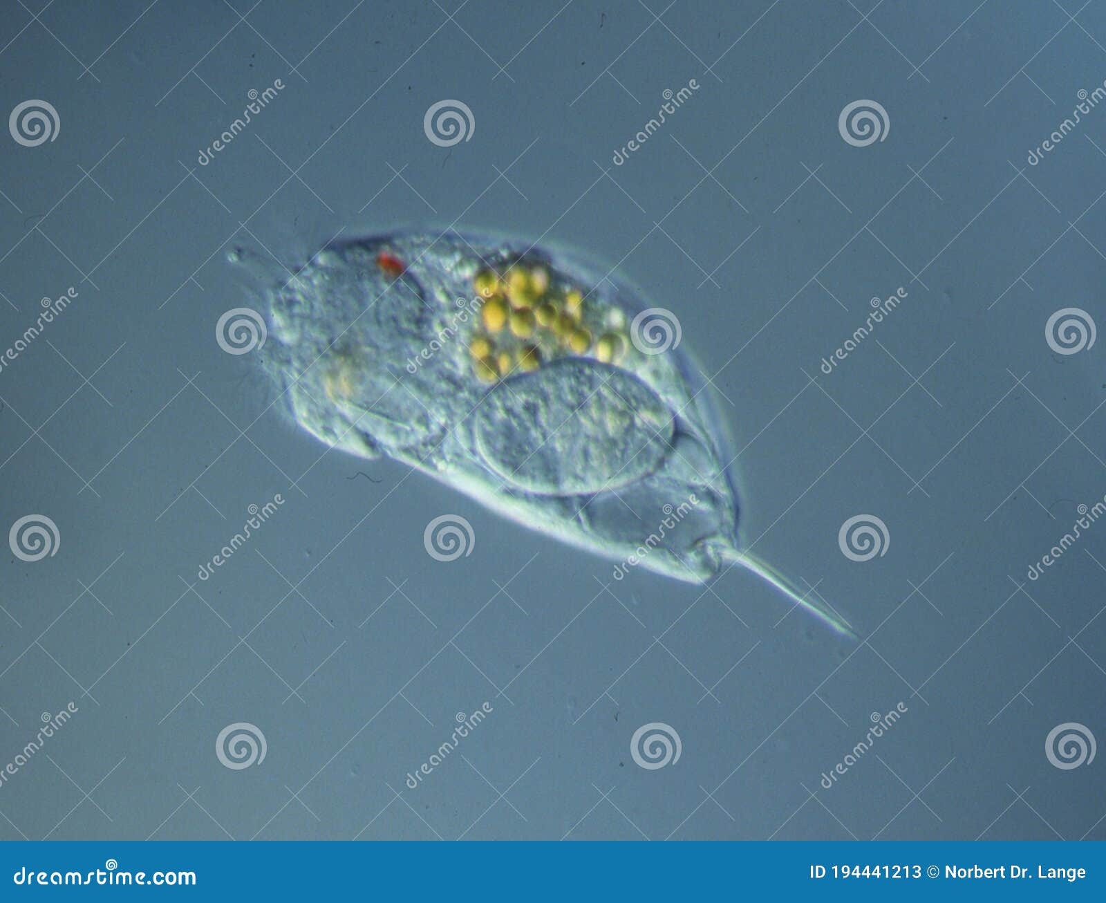 Rotifers swim in the water stock image. Image of bacteria - 194441213