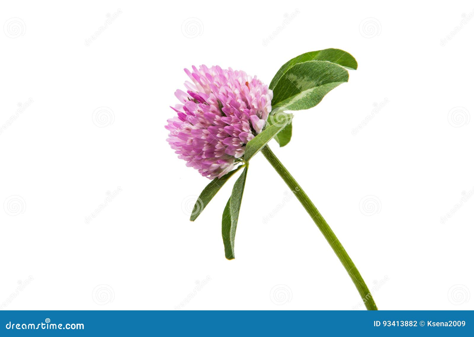 Rotklee (Klee Pratense) Lokalisiert Stockfoto - Bild von getreide, rosa ...