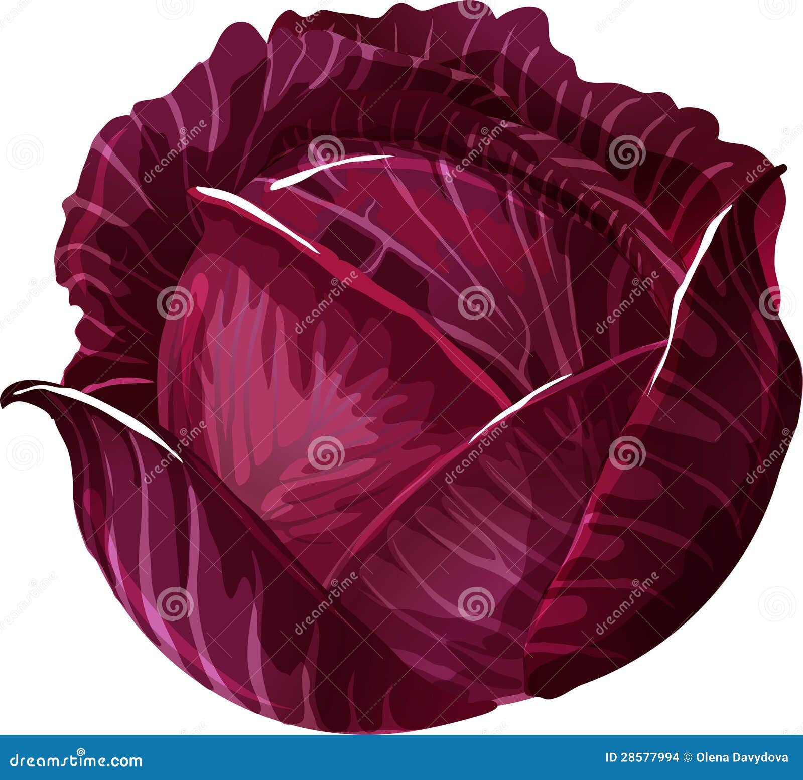Rotkohl. vektor abbildung. Illustration von nave, nährstoff - 28577994