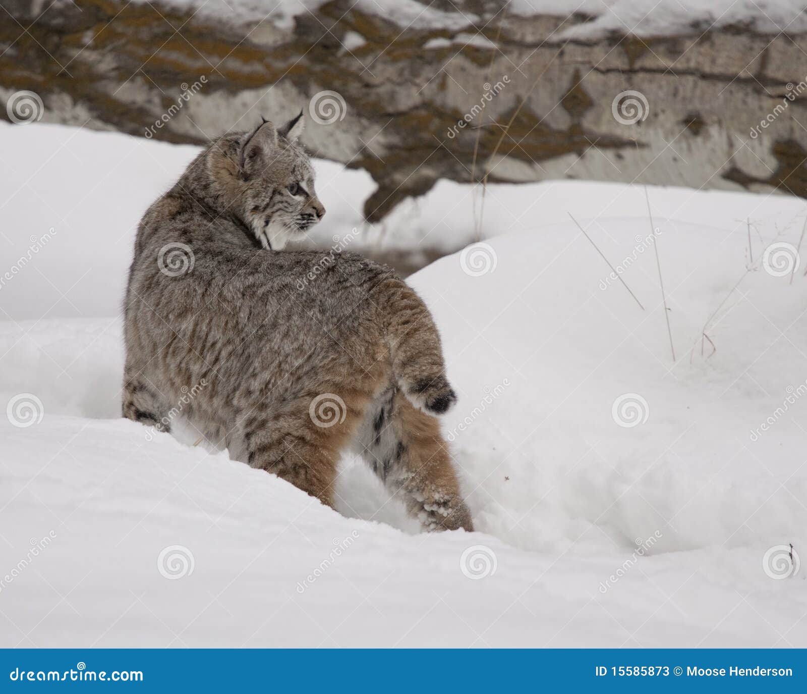 Rotluchs stockbild. Bild von schneien, zoologie, oekosystem - 15585873